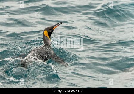 perfectly swimming king penguins (APTENODYTES PATAGONICUS) in the blue ...