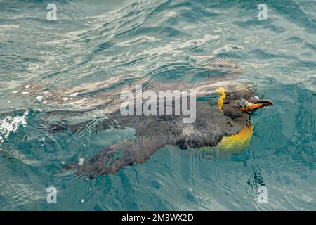 perfectly swimming king penguins (APTENODYTES PATAGONICUS) in the blue ...