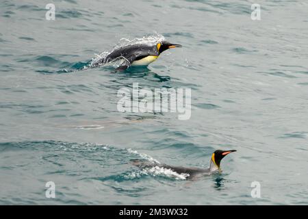 perfectly swimming king penguins (APTENODYTES PATAGONICUS) in the blue ...