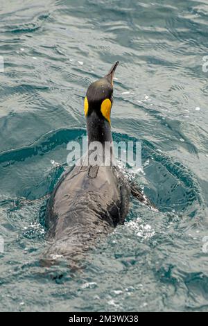 perfectly swimming king penguins (APTENODYTES PATAGONICUS) in the blue ...
