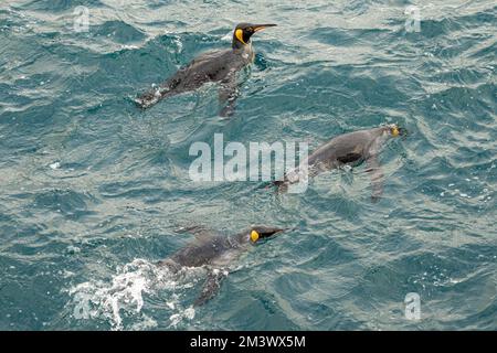 perfectly swimming king penguins (APTENODYTES PATAGONICUS) in the blue ...