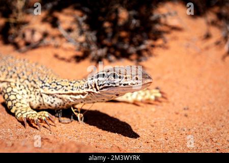 Goulds Goanna in Central Australia's red desert sand Stock Photo - Alamy