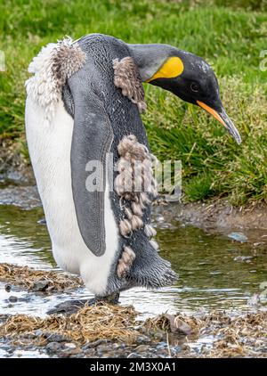 Natural paradise South Georgia - a single pretty King Penguin ...