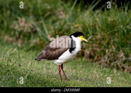 the masked lapwing has a yellow mask with black on top of its head ...
