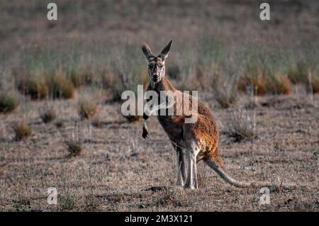 Red Kangaroo in its desert habitat Stock Photo - Alamy
