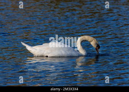 A bright sunny autumn morning mute swan catching the sunlight Stock ...