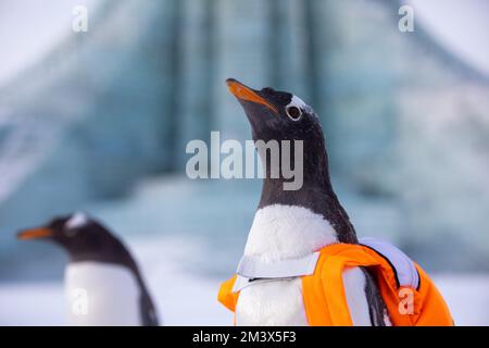 Penguins from Harbin Polarpark were seen at the Harbin Ice-Snow World ...