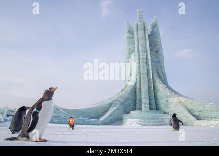 Penguins from Harbin Polarpark were seen at the Harbin Ice-Snow World ...