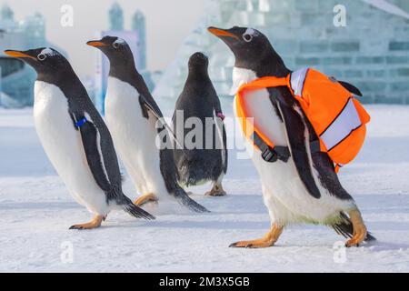 Penguins from Harbin Polarpark were seen at the Harbin Ice-Snow World ...