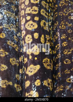 Moraine fish with yellow dots at a seafood market Stock Photo - Alamy