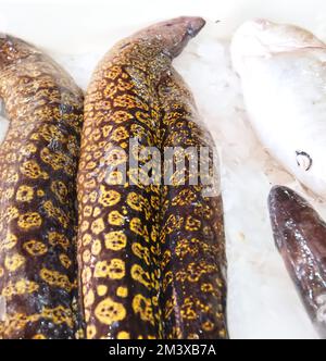 Moraine fish with yellow dots at a seafood market Stock Photo - Alamy