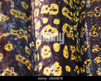Moraine fish with yellow dots at a seafood market Stock Photo - Alamy