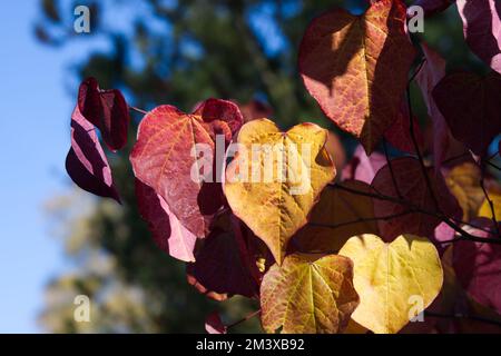 Autumn colour of foliage on Cercis canadensis Forest Pansy tree in UK ...