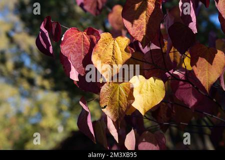 Autumn colour of foliage on Cercis canadensis Forest Pansy tree in UK ...