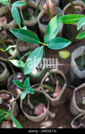 Close up of mangrove stem in a nursery Stock Photo - Alamy