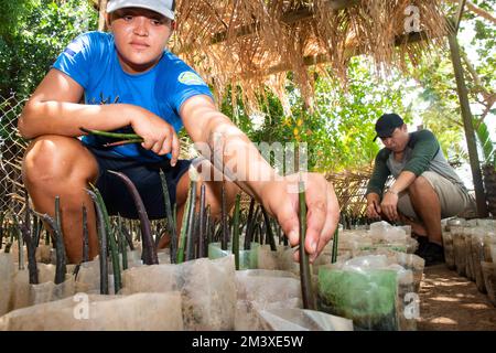 Marine biologist planting a mangrove in a nursery pot Stock Photo - Alamy