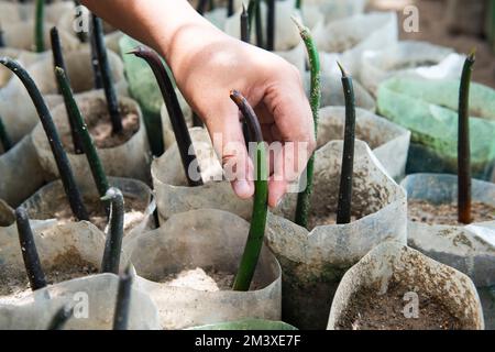 Marine biologist planting a mangrove in a nursery pot Stock Photo - Alamy