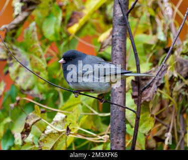 Junco close-up profile view perched with a coniferous forest background ...
