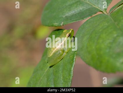 A beautiful water lily reed frog (Hyperolius pusillus) on a leaf in a ...