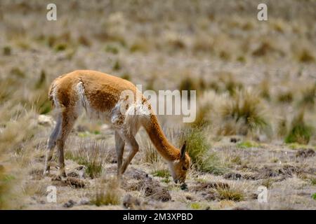 Vicuna (Vicugna vicugna) endangered animal, walking in the wild ...