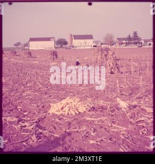 Harvest Color Amish, Toni Frissell, Antoinette Frissell Bacon ...