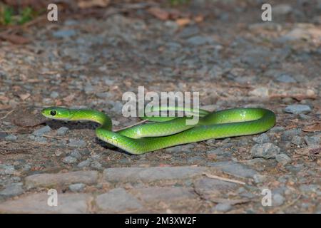 Green Water Snake (Philothamnus hoplogaster Stock Photo - Alamy