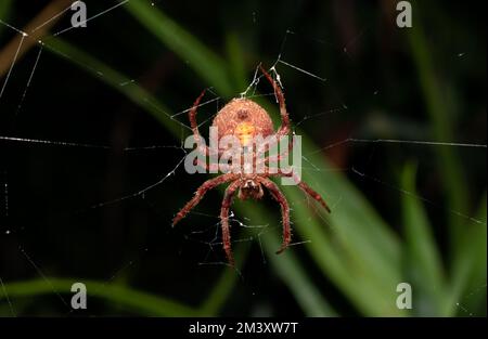 Hairy field spider (Neoscona sp Stock Photo - Alamy