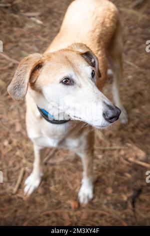 Rescue Lurcher close up looking directly at the camera Stock Photo - Alamy