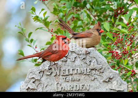 Male and Female Northern Cardinals perched in falling snow and Spruce ...