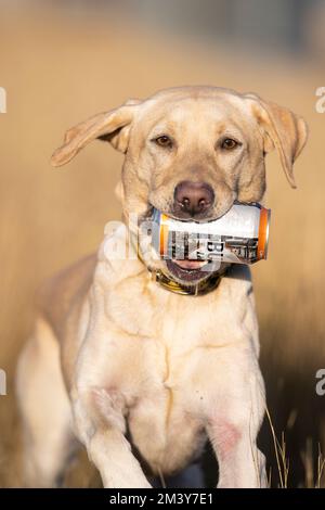 A Labrador Retriever retrieving a beer Stock Photo - Alamy