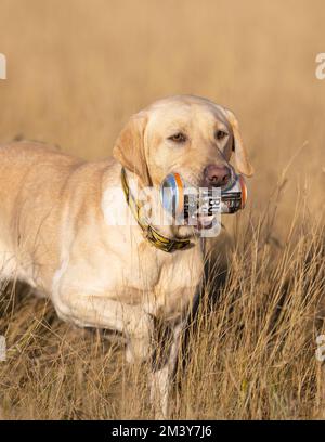 A Labrador Retriever retrieving a beer Stock Photo - Alamy
