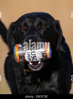 A Labrador Retriever retrieving a beer Stock Photo - Alamy