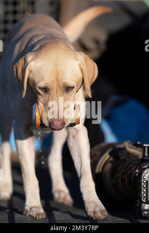 A Labrador Retriever retrieving a beer Stock Photo - Alamy