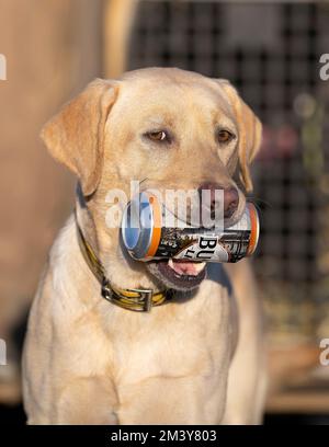 A Labrador Retriever retrieving a beer Stock Photo - Alamy