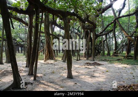 Some of the 3300 aerial roots of the worlds largest banyan tree in ...
