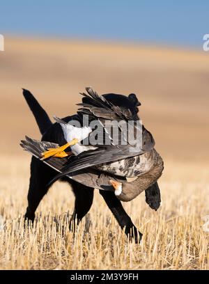 Black Lab retrieving a Whitefronted goose in North Dakota Stock Photo ...