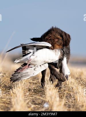 A drahthaar hunting dog retrieving a goose in North Dakota Stock Photo ...