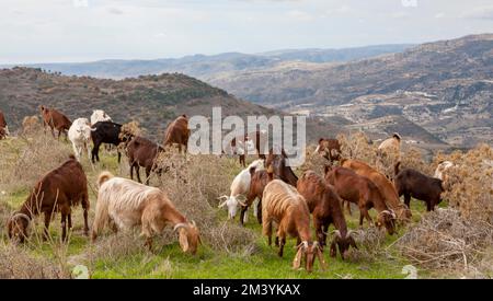 Goats (Capra) in the Troodos Mountains, Cyprus, Europe Stock Photo - Alamy