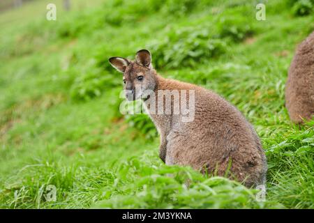 Bennett's wallaby (Notamacropus rufogriseus) on a meadow, wildlife Park ...