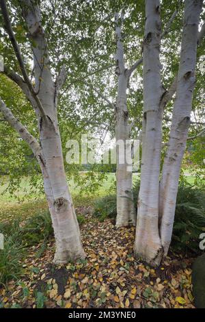 Himalayan birch (Betula utilis jaquemontii), Hanover, Lower Saxony ...