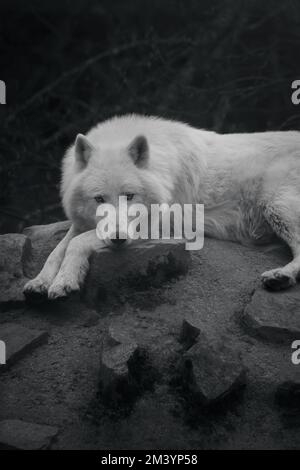 A grayscale shot of an Arctic wolf (Canis lupus arctos), also known as ...