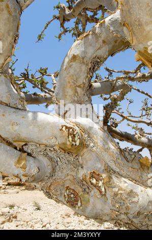 Frankincense (Boswellia carterii), Frankincense Route, Arabian ...