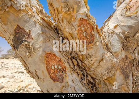 Frankincense (Boswellia carterii), Frankincense Route, Arabian ...
