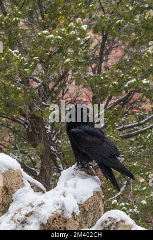 A curious raven in Grand Canyon National Park, USA Stock Photo - Alamy