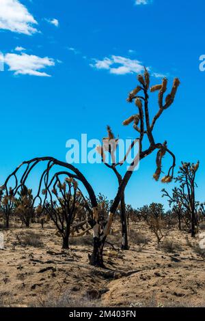 Burned Joshua Trees after wildfires in Mojave National Preserve ...