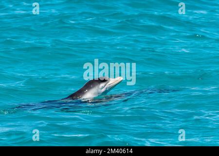 Australian Humpback Dolphin Stock Photo - Alamy