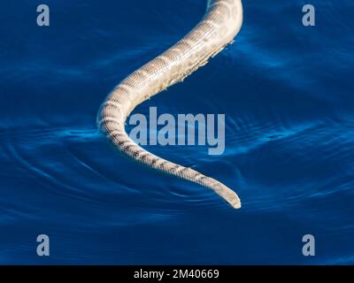 Olive-headed sea snake (Hydrophis major), swimming with remoras on ...