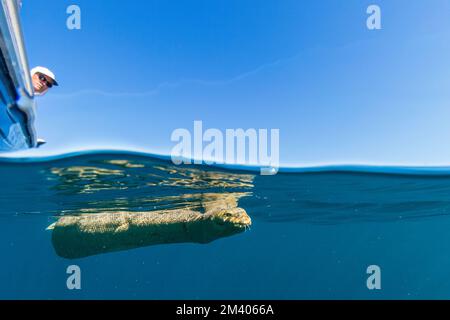 Adult olive-headed sea snake (Hydrophis major), swimming on Ningaloo ...