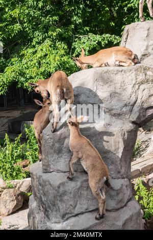 Markhor goatlings jump on the rocks. Markhor, Capra falconeri, wild ...