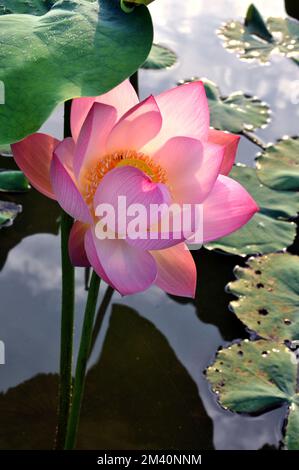 blossom lotuf flower in pond Stock Photo - Alamy